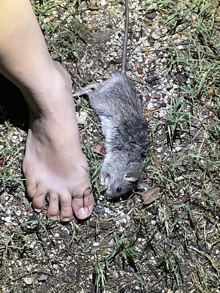 Rats swarm outback Queensland towns after flooding rain - ABC News
