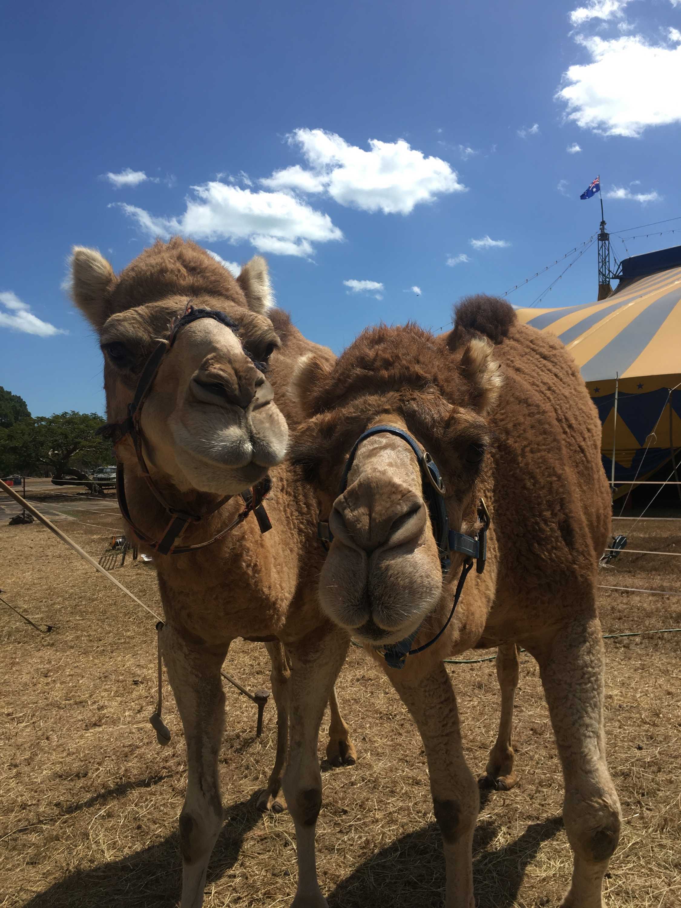 Darwin's escapee camel back at home with Circus Royale - ABC listen