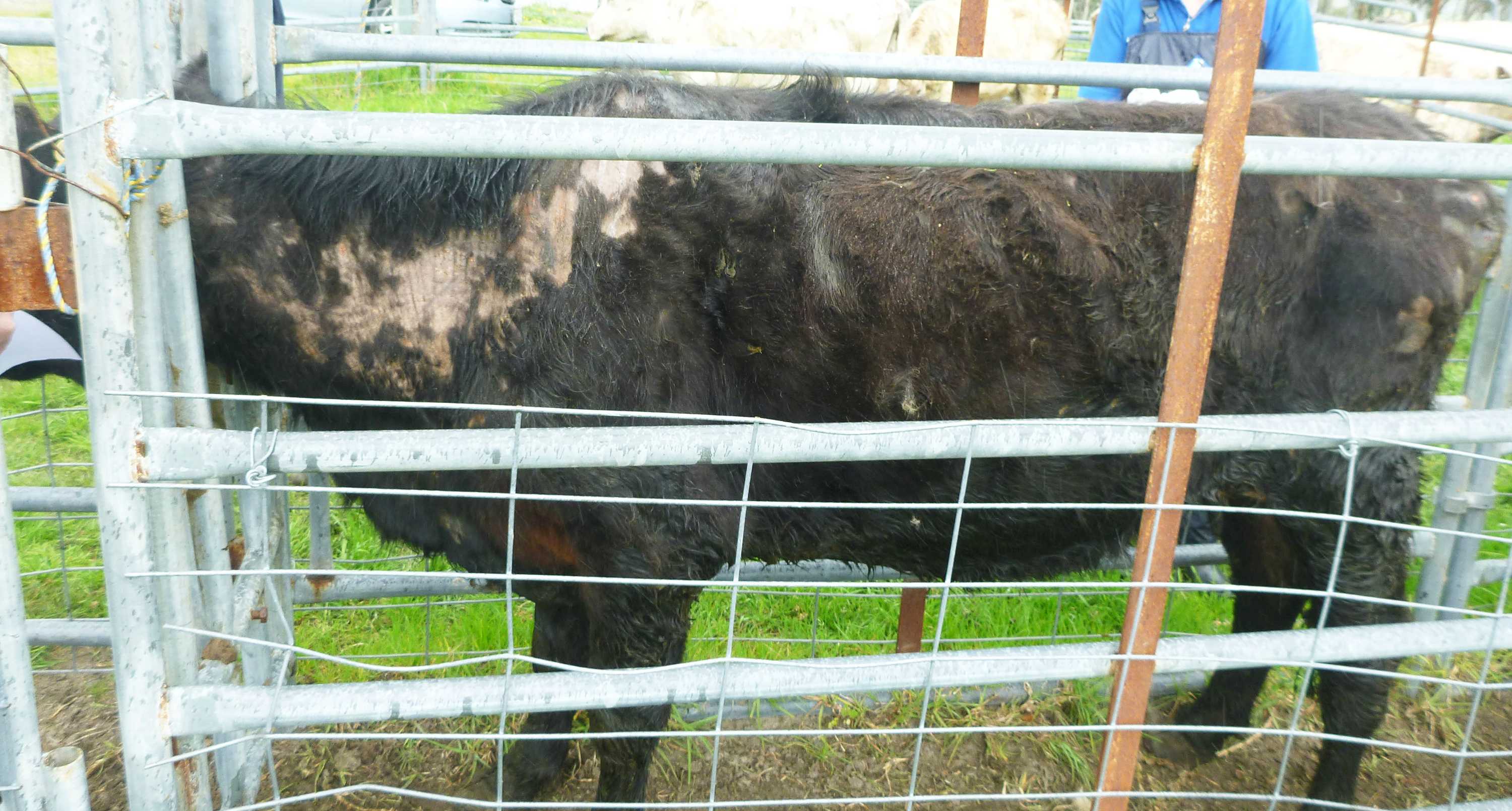 Woman responsible for 29 emaciated and six dead cows fined $10,500 for ...