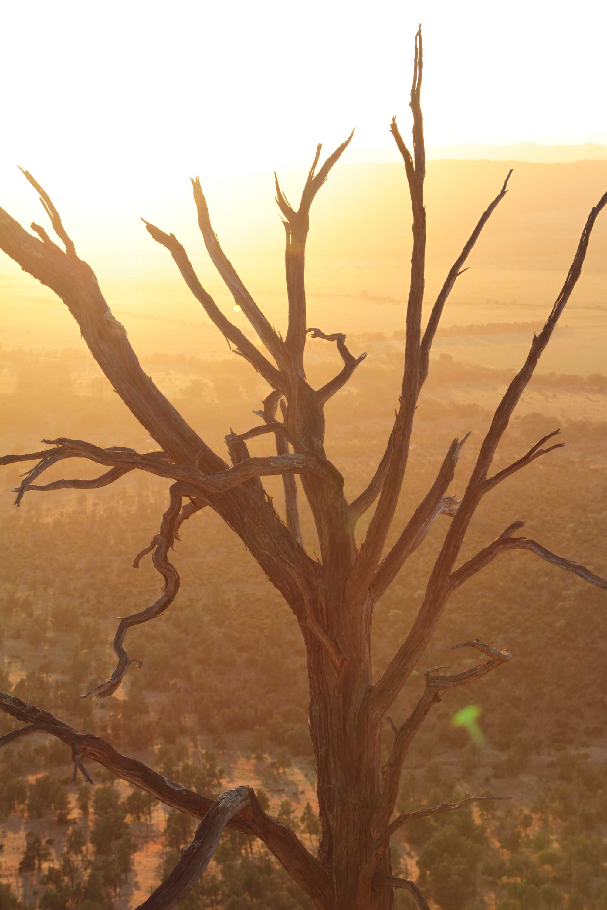 Life on the Line: Farming against the odds and George Goyder's timeless ...