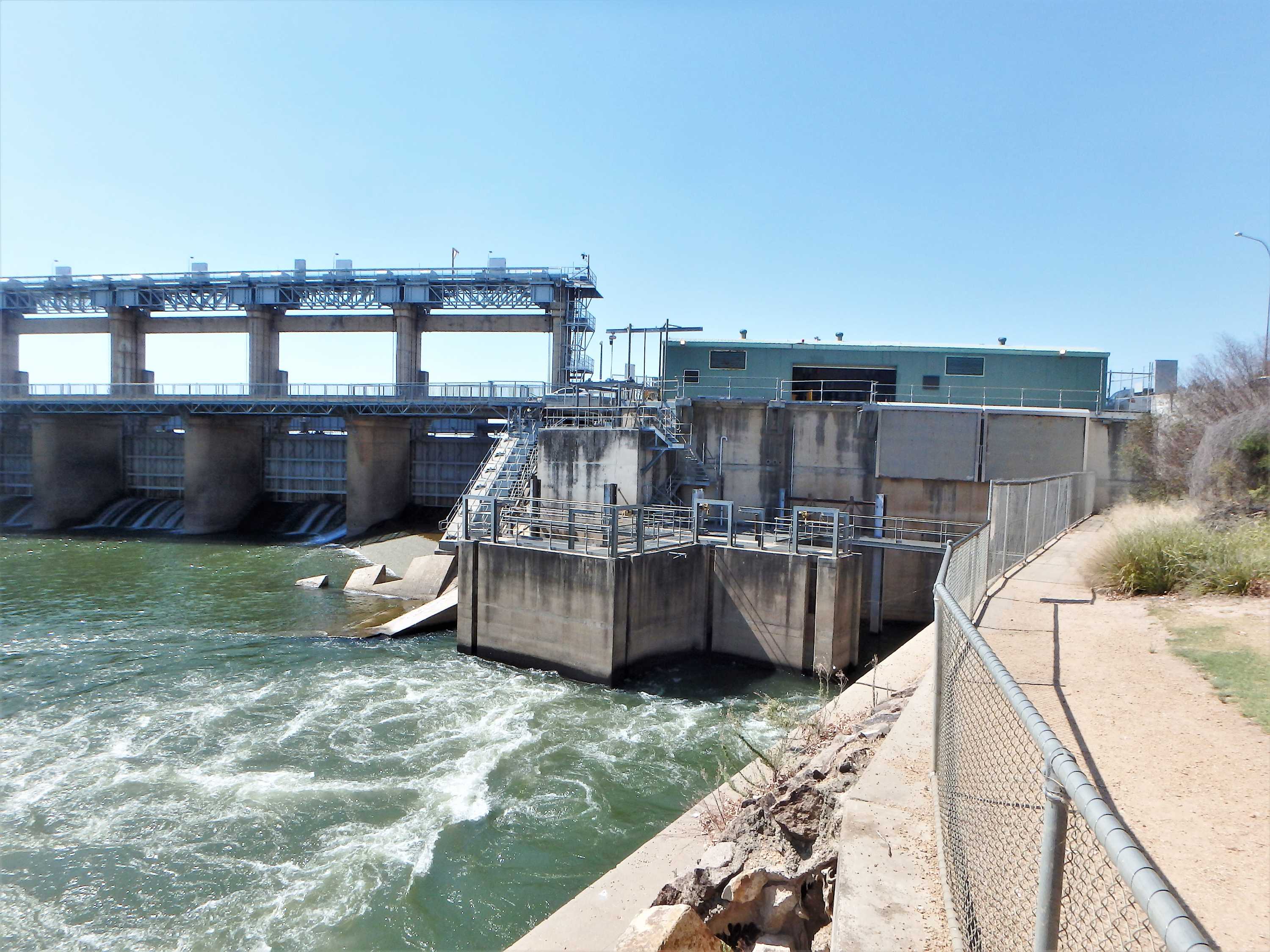 Even fish get the bends, and it's 'worse than in humans' - ABC News