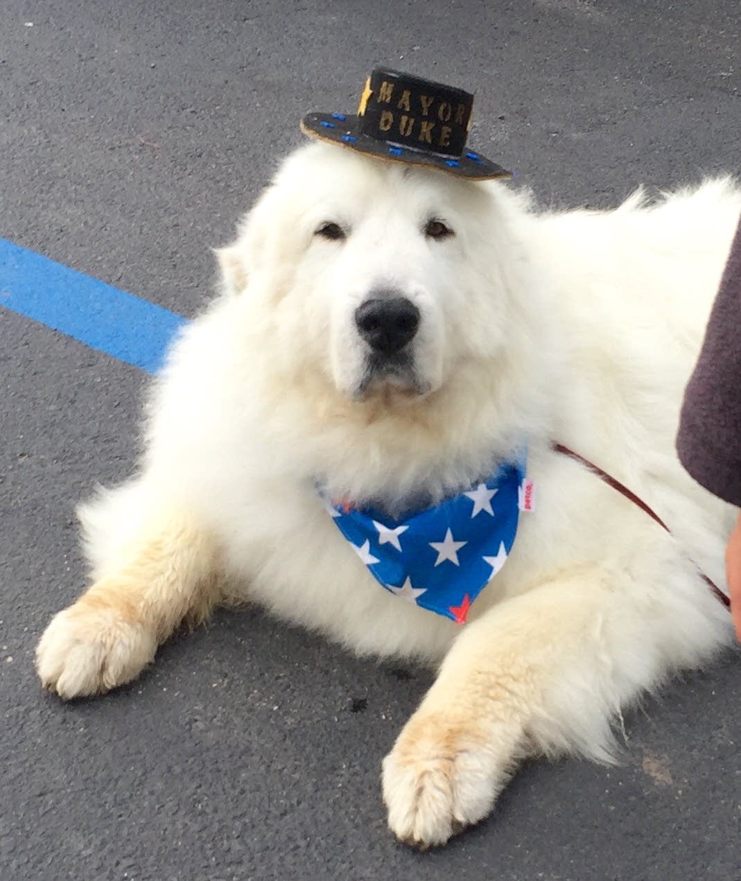 What it’s like having Duke the dog as a mayor - triple j