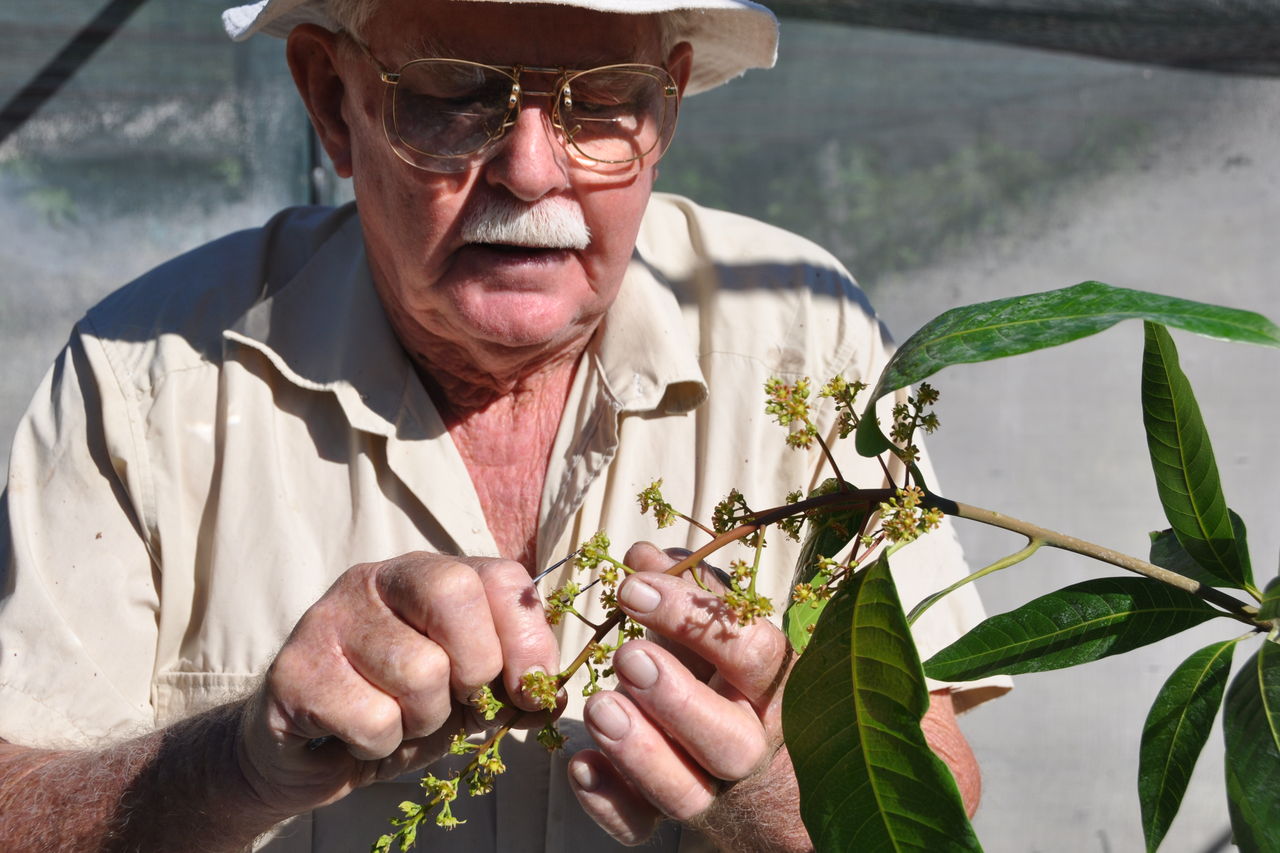 Making miniature mango trees - ABC News