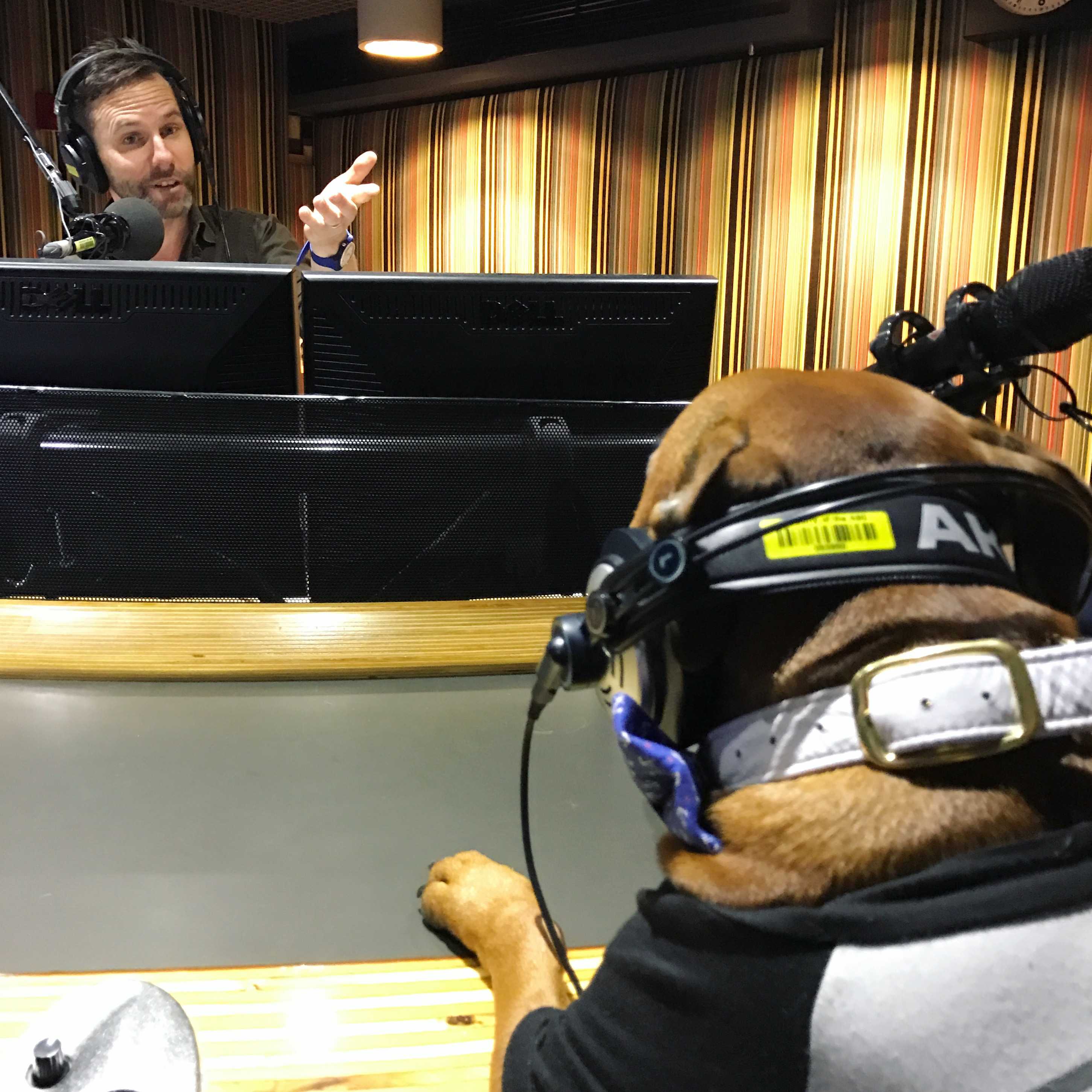 The canine star of Life of Pikelet and his pink offsider, Pillow join ...