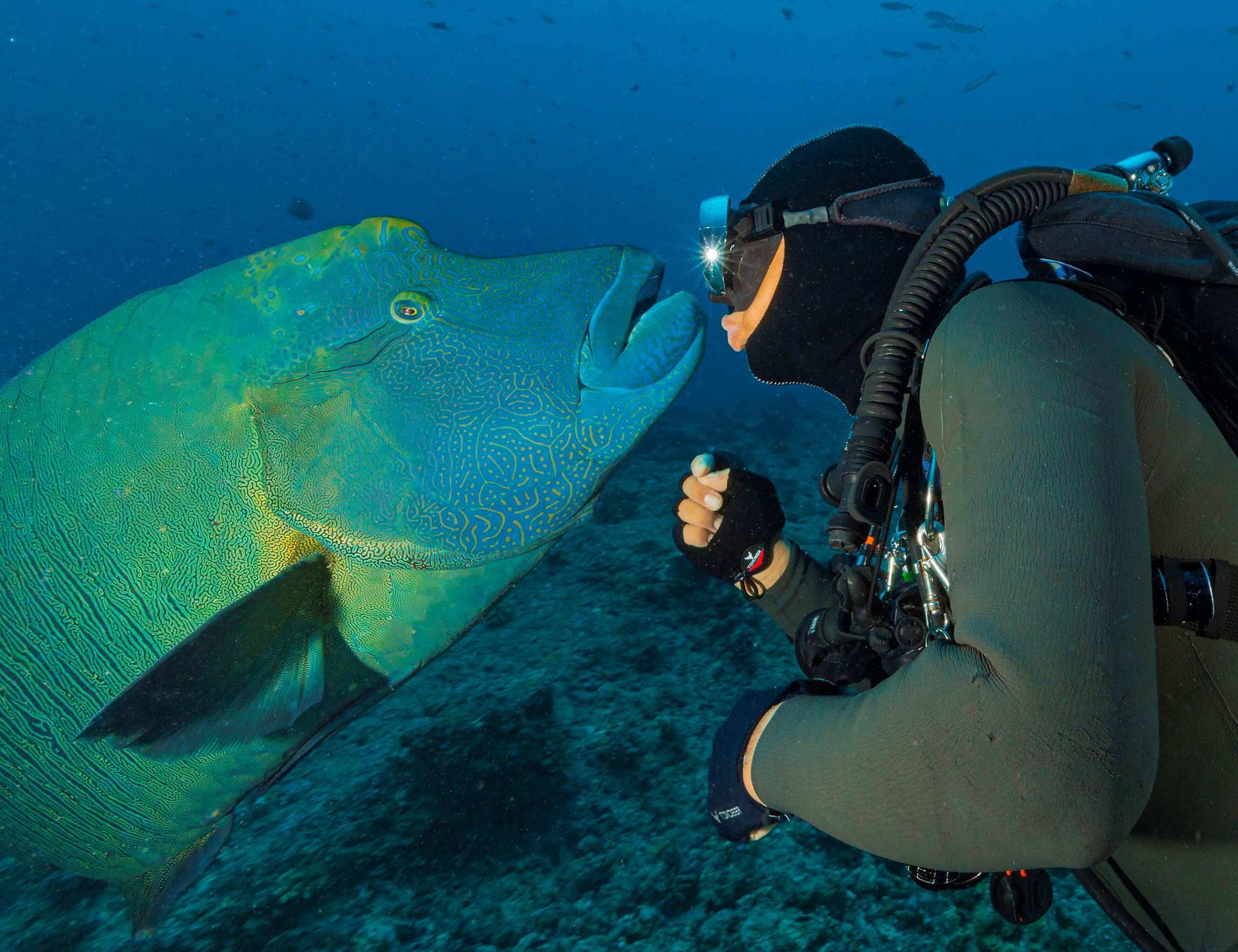 Bill to end Palau's 26-year fishing ban on endangered species faces ...