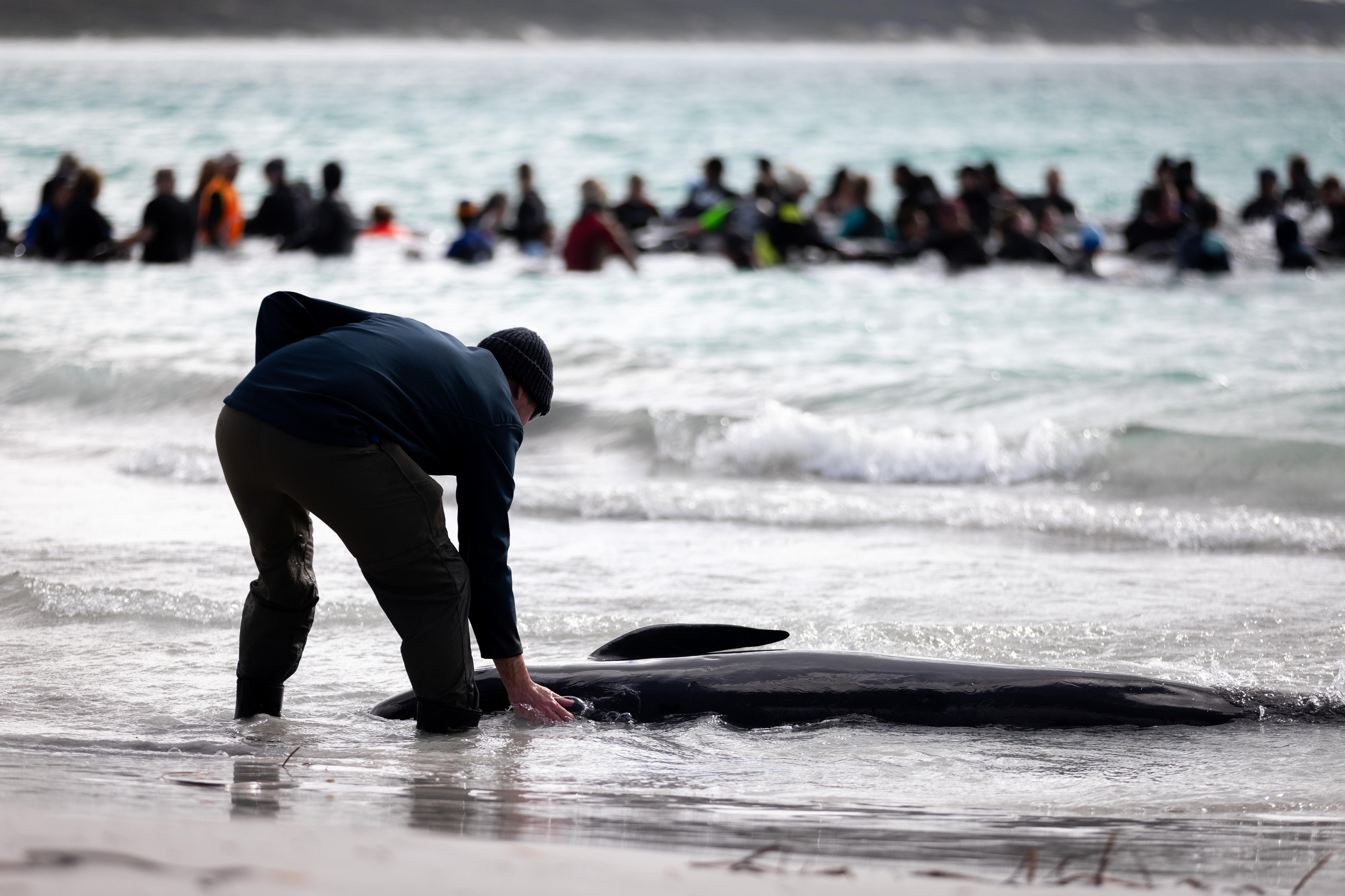 Researchers hope footage of mass stranding on Cheynes Beach could help ...