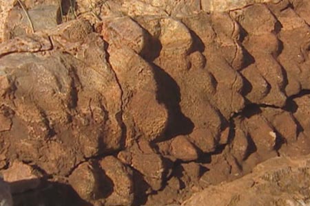 Scientist claims revolutionary fossil find - ABC News