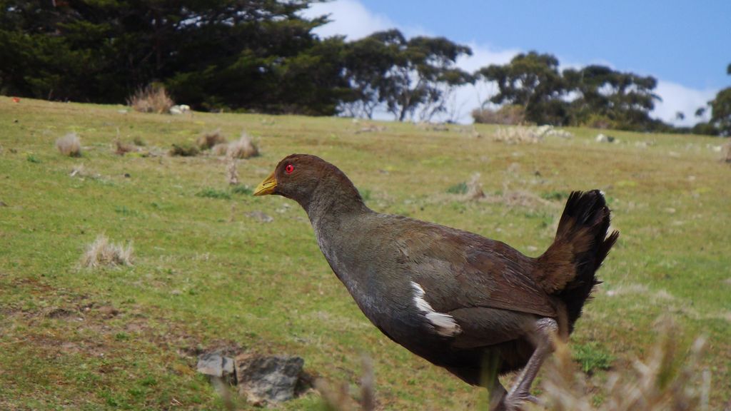 How Tasmania's 'turbo chook' native hen has survived, despite the odds ...