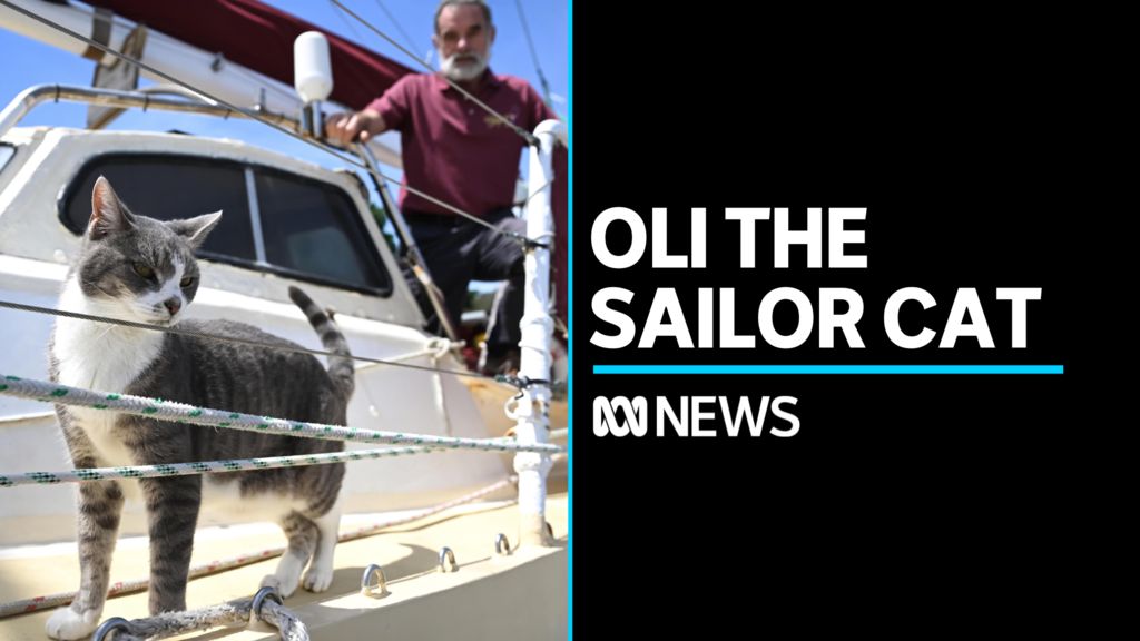 Meet Oli: the first cat to contest the Sydney to Hobart yacht race ...