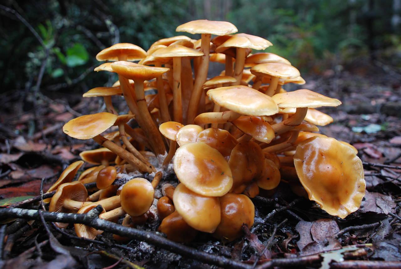 Herbed mushrooms on chunky potatoes - ABC Everyday