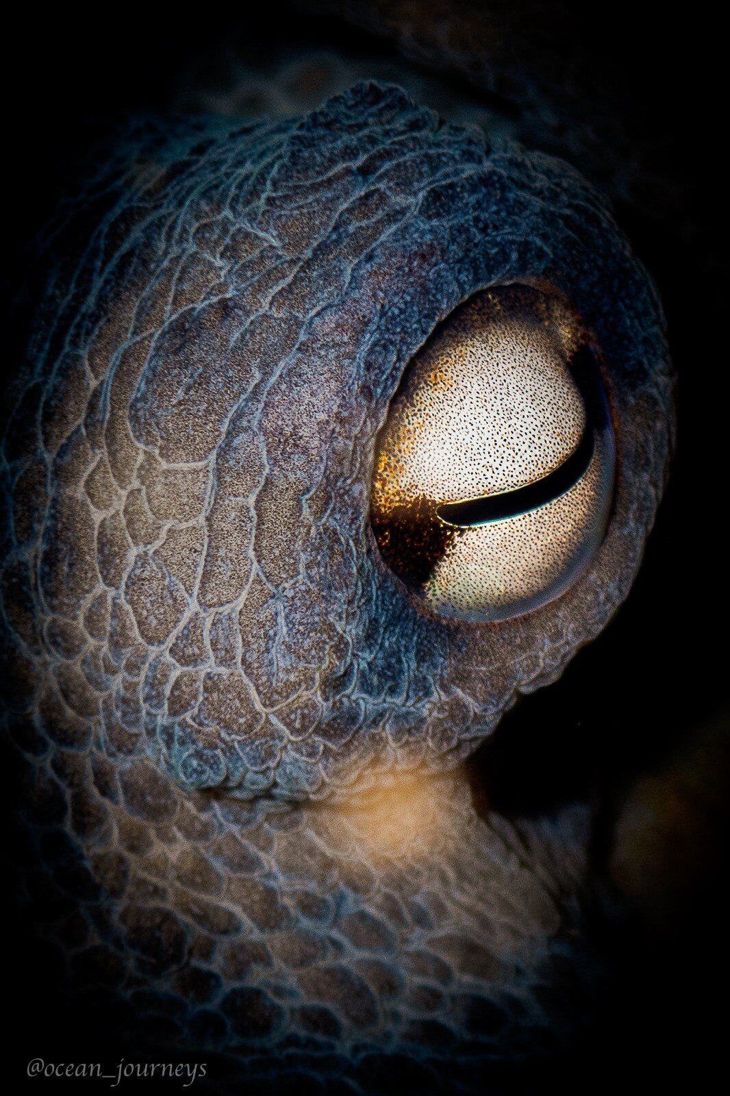 Scott's octopus friend - ABC listen