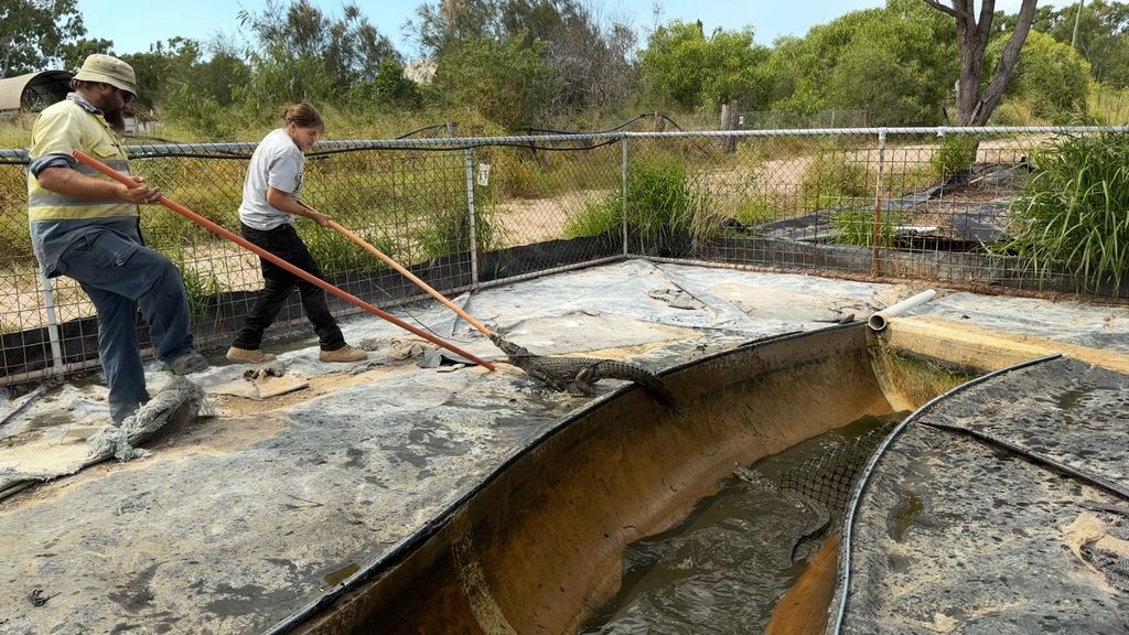 Career changers upskilling to crocodile handling and management - ABC News