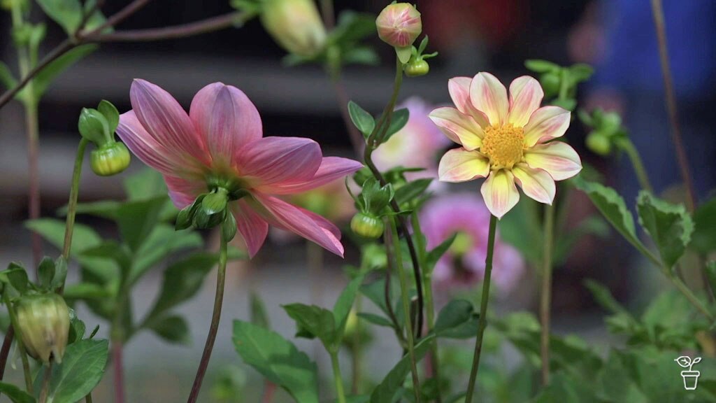 Episodes - Gardening Australia