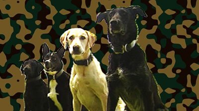 Sniffer Dogs - Behind The News