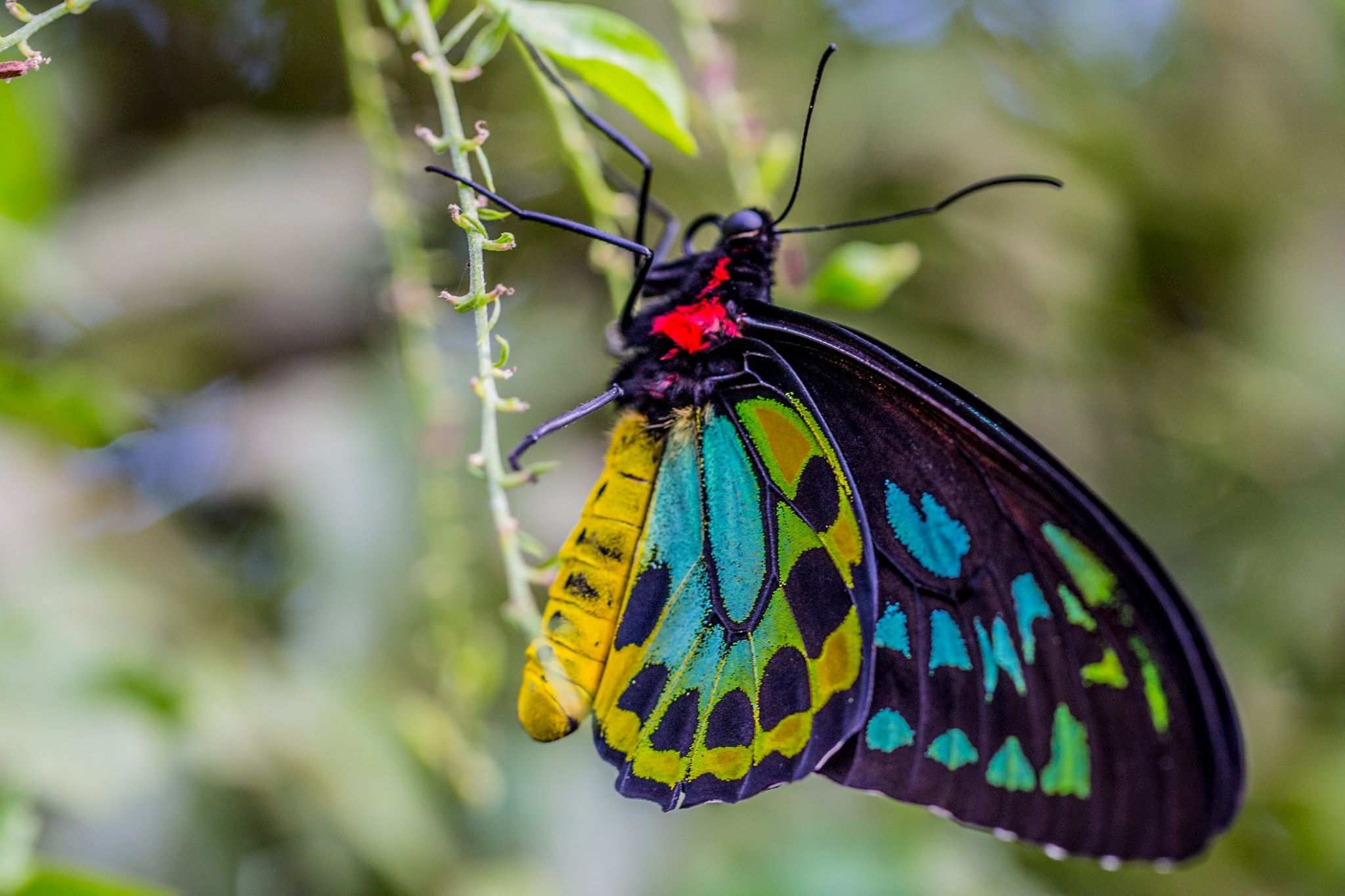 New wings: Northern Territory butterfly farm set for major upgrade ...
