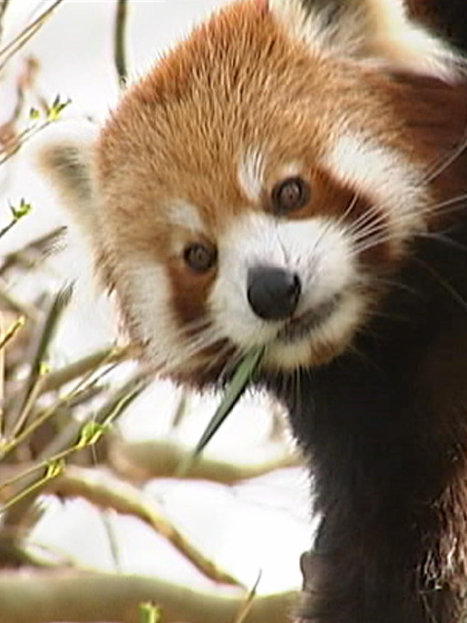 Love is in the air for red pandas - ABC News