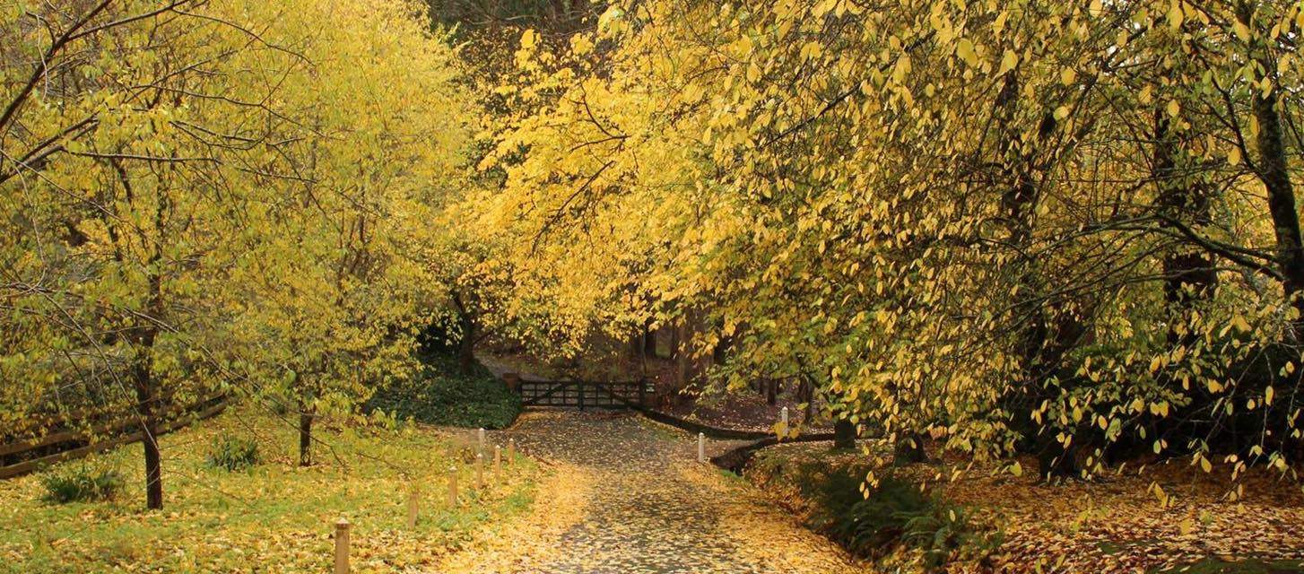 National Tree Day: A selection of some of Australia's favourite trees ...