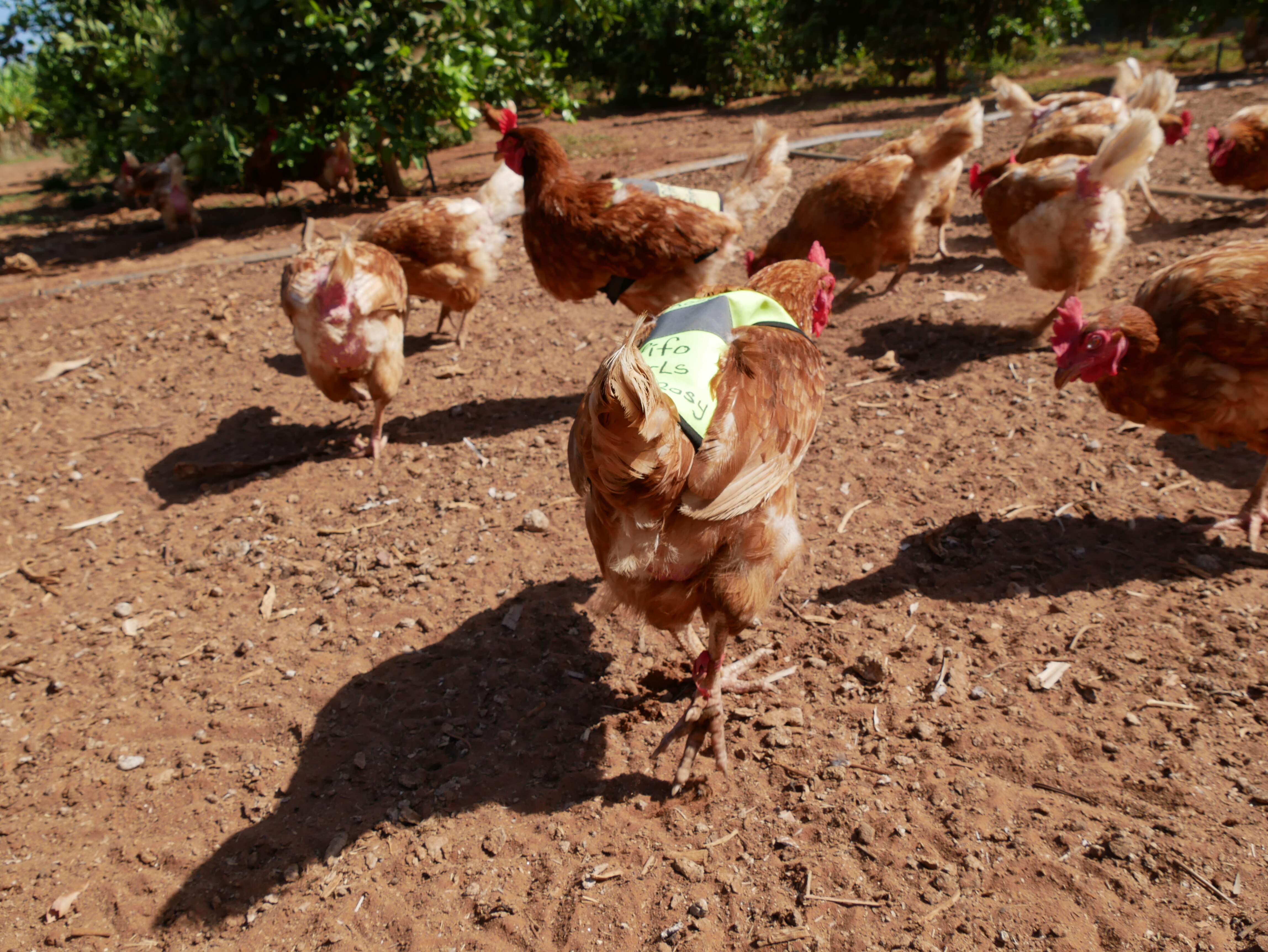 Organic farm entertains Carnarvon tourists with 'FIFO girls' chicken ...