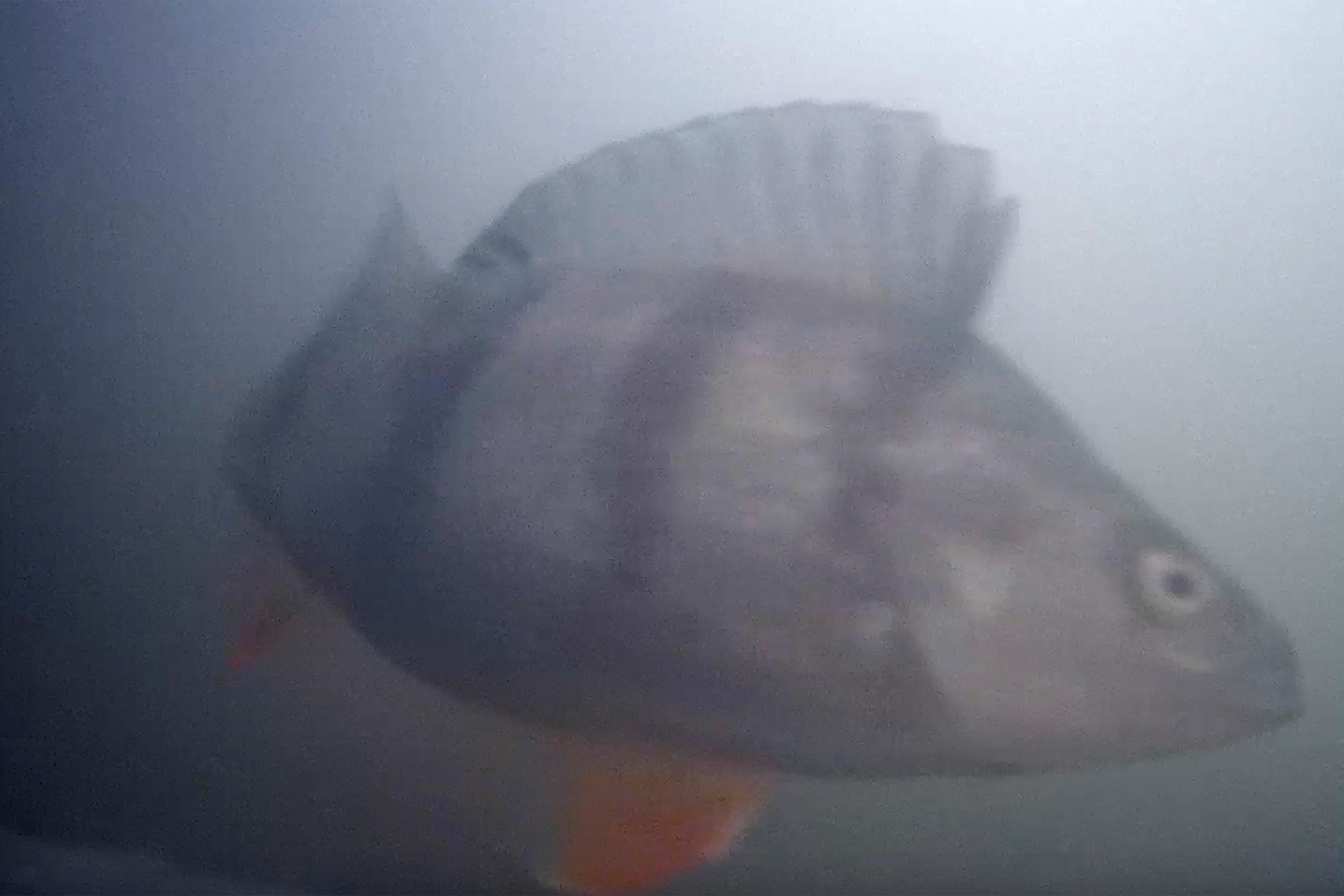 A Dutch 'fish doorbell' has turned into an unlikely online hit ...