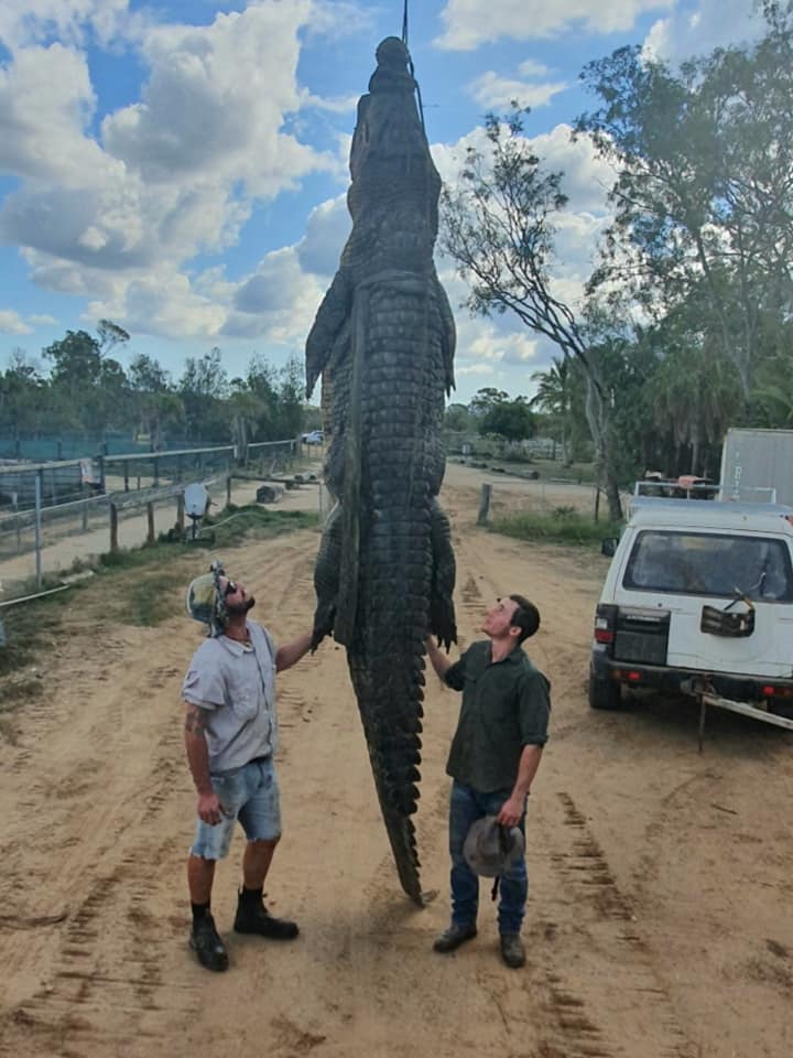 Crocodile farmer finds orthopaedic plate inside 4.7-metre 'MJ' - ABC News