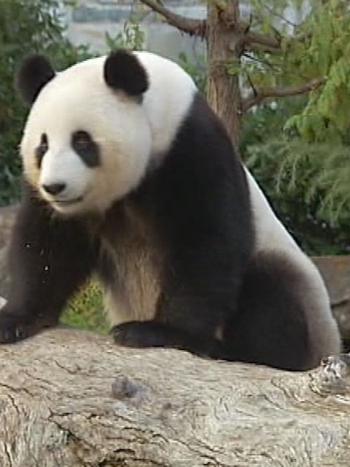 Adelaide Zoo says giant panda Fu Ni isn't pregnant - ABC Radio