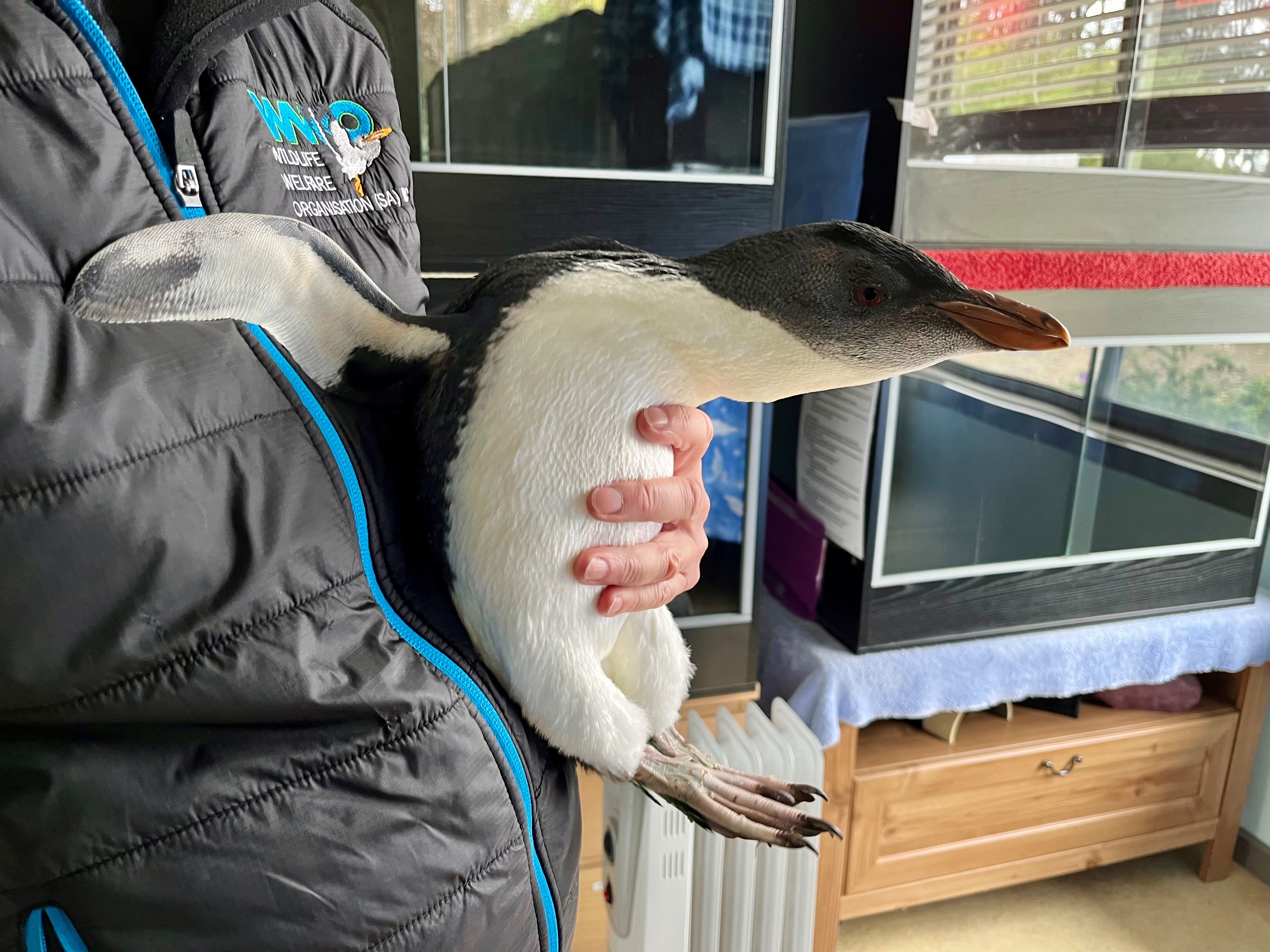 Rocky the rock hopper penguin found far from home at Goolwa Beach - ABC ...