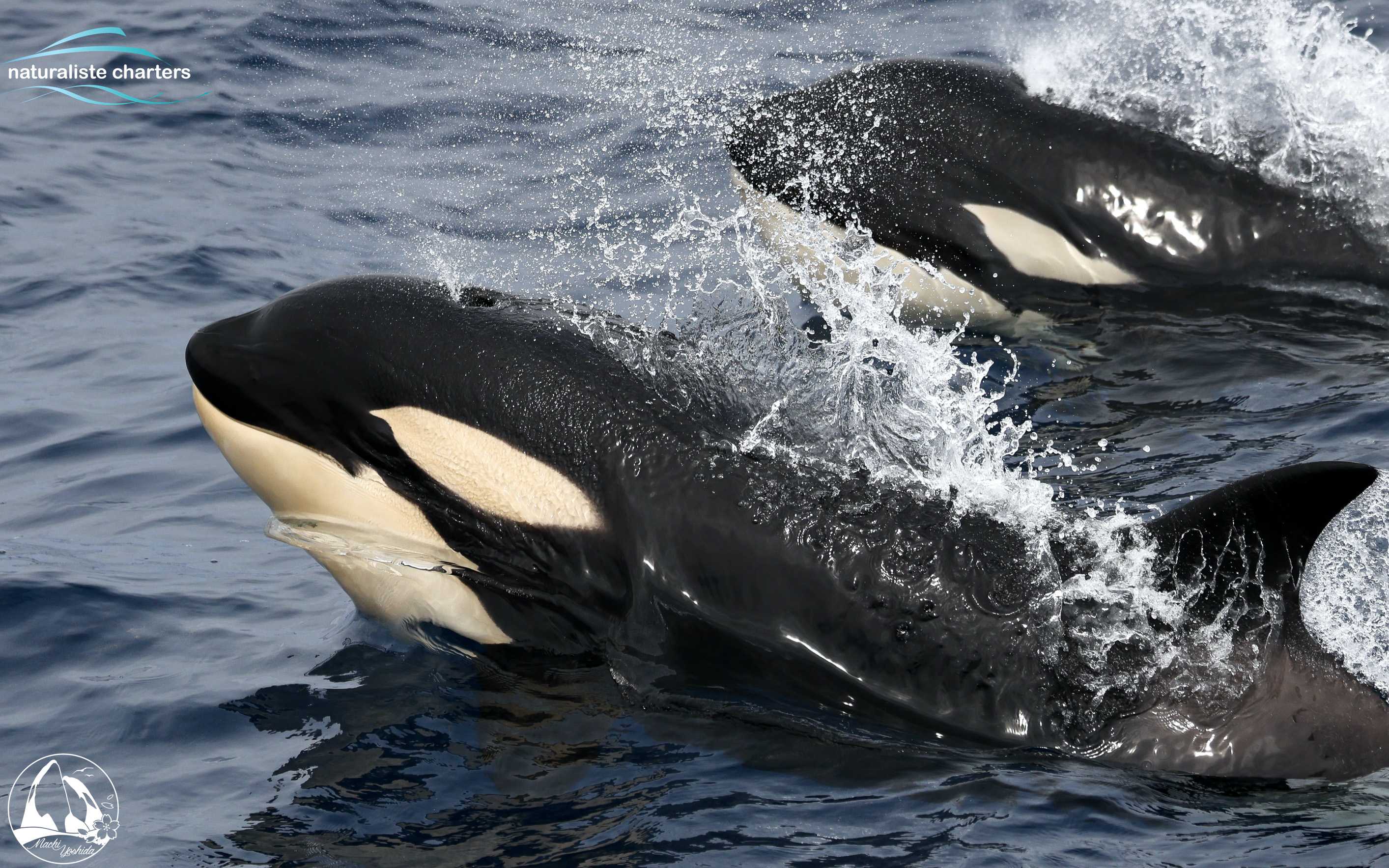 Orcas behaving badly: meet the hoons of the sea - ABC Melbourne