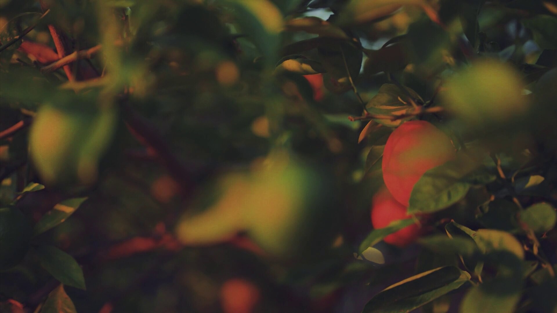 Lemon trees in a backyard - ABC News