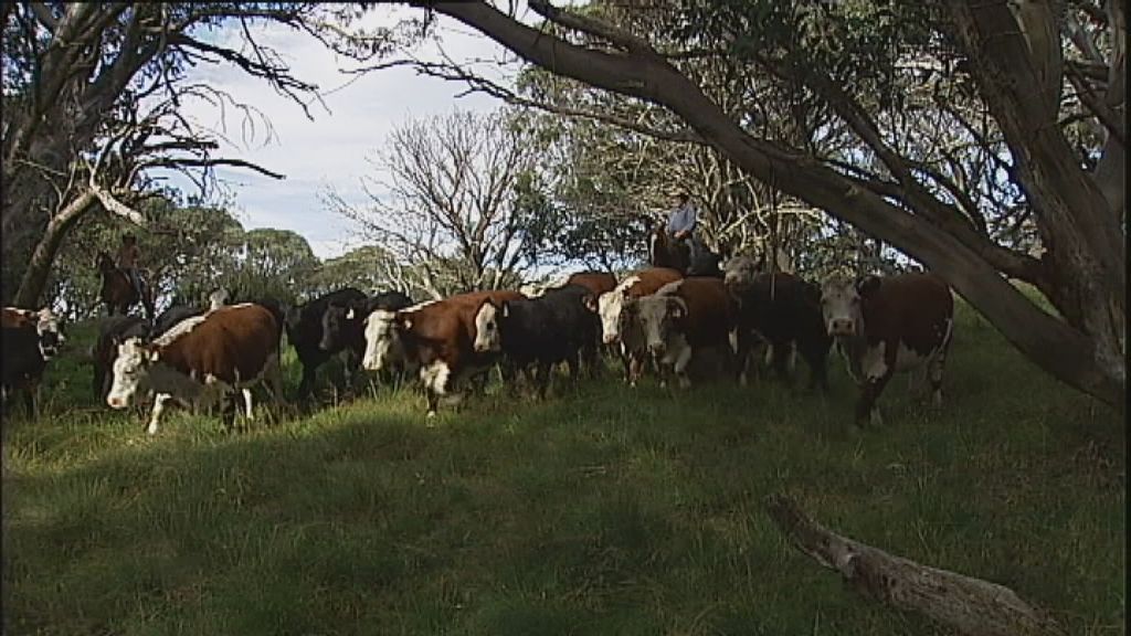 Should cattle graze in Victoria's Alpine National Park? - ABC News