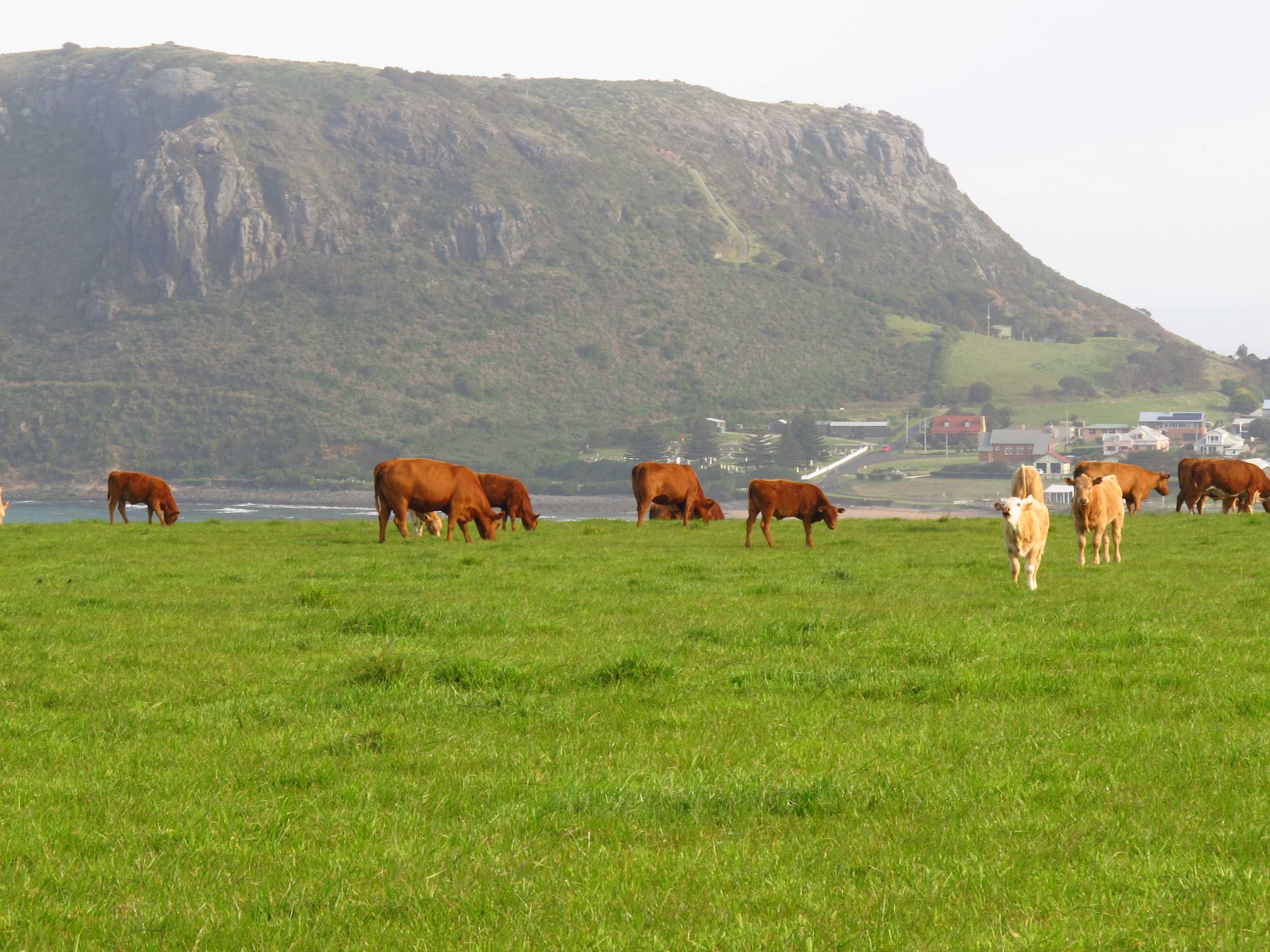 Farming experts want to boost Tasmania's pasture seed output - ABC News
