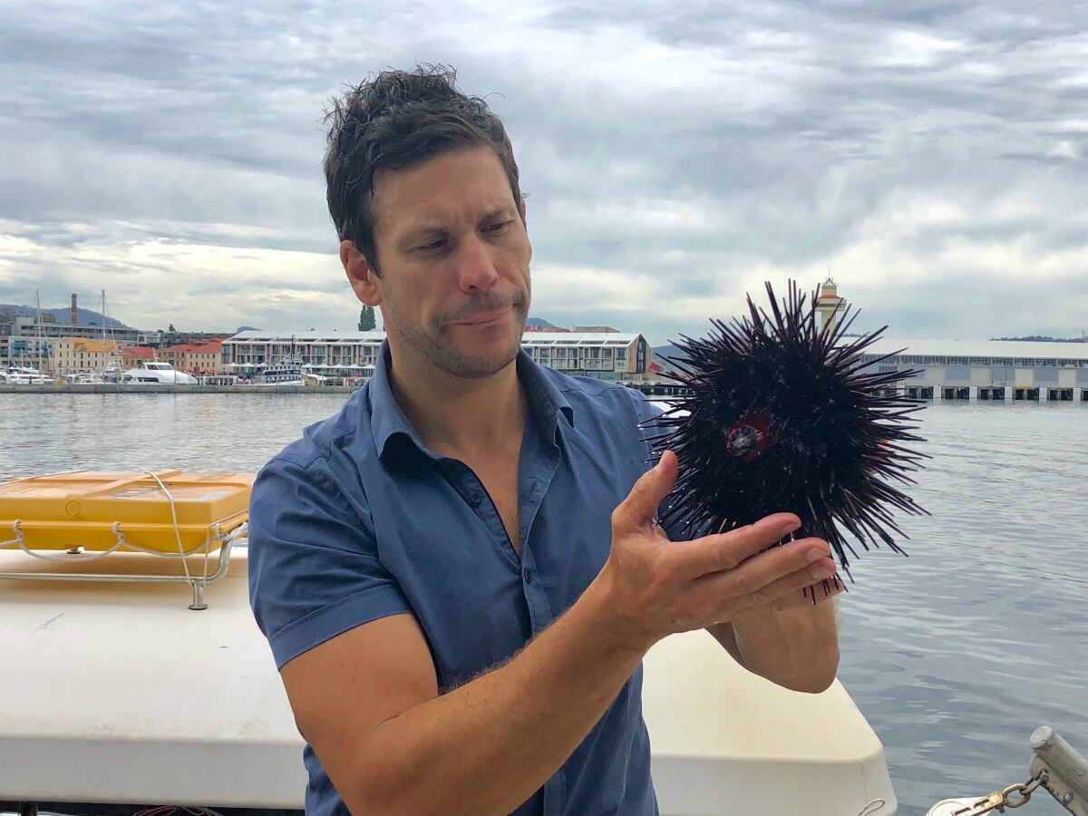 Invasive ocean urchin pest doubles in Tasmanian waters - ABC listen