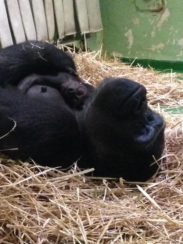 Gorillas Giving Birth