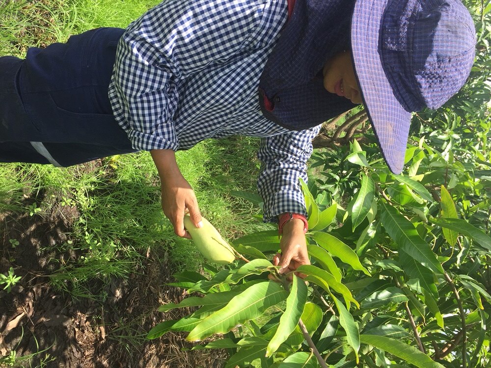 Jobs of NT: Mango Farmer - ABC Darwin