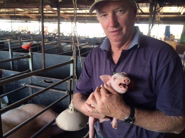 Pigs in the middle - ABC listen