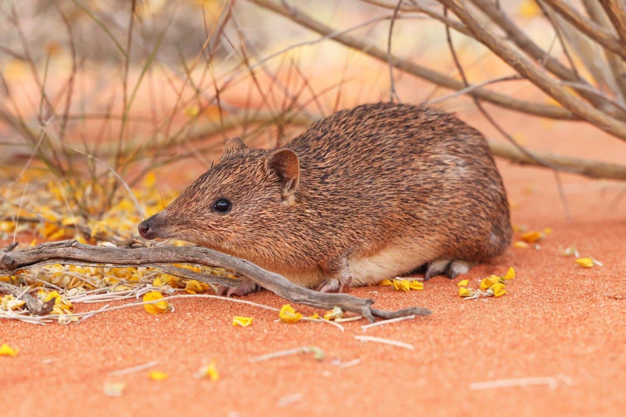 Outback golden bandicoots 'rapidly' reproducing in western NSW, after ...