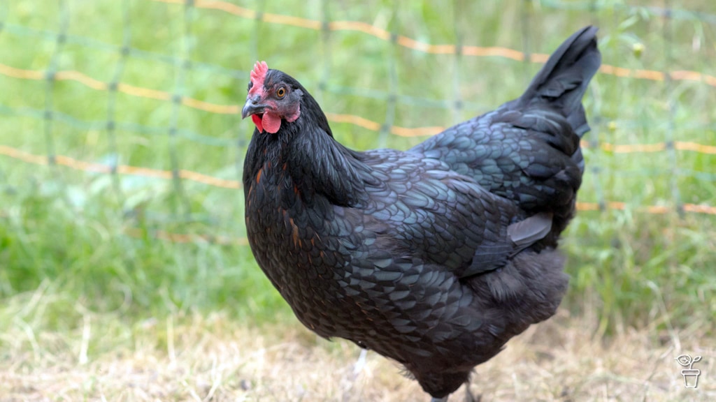 Chook Lookbook - Gardening Australia