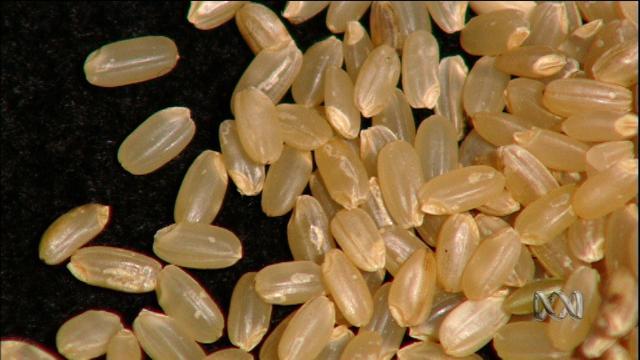 For the Juniors: How does rice get to the supermarket? - ABC Education