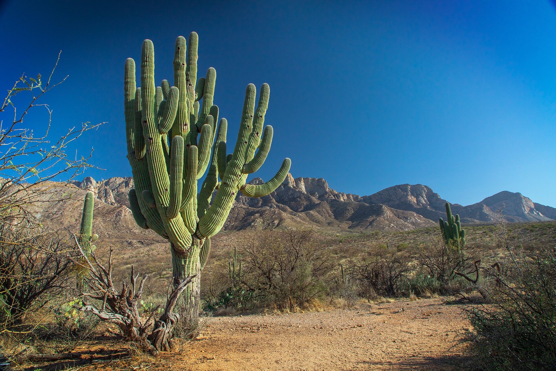 Giant 200-year-old saguaro cactus toppled by heavy rain in Arizona ...