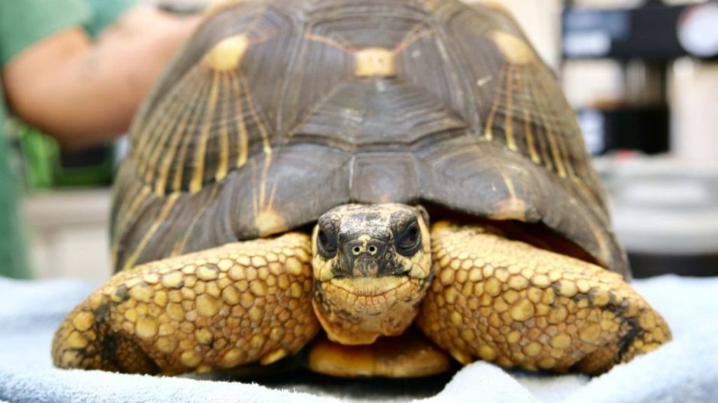 Two rare radiated tortoises missing for seven years recovering at Perth ...