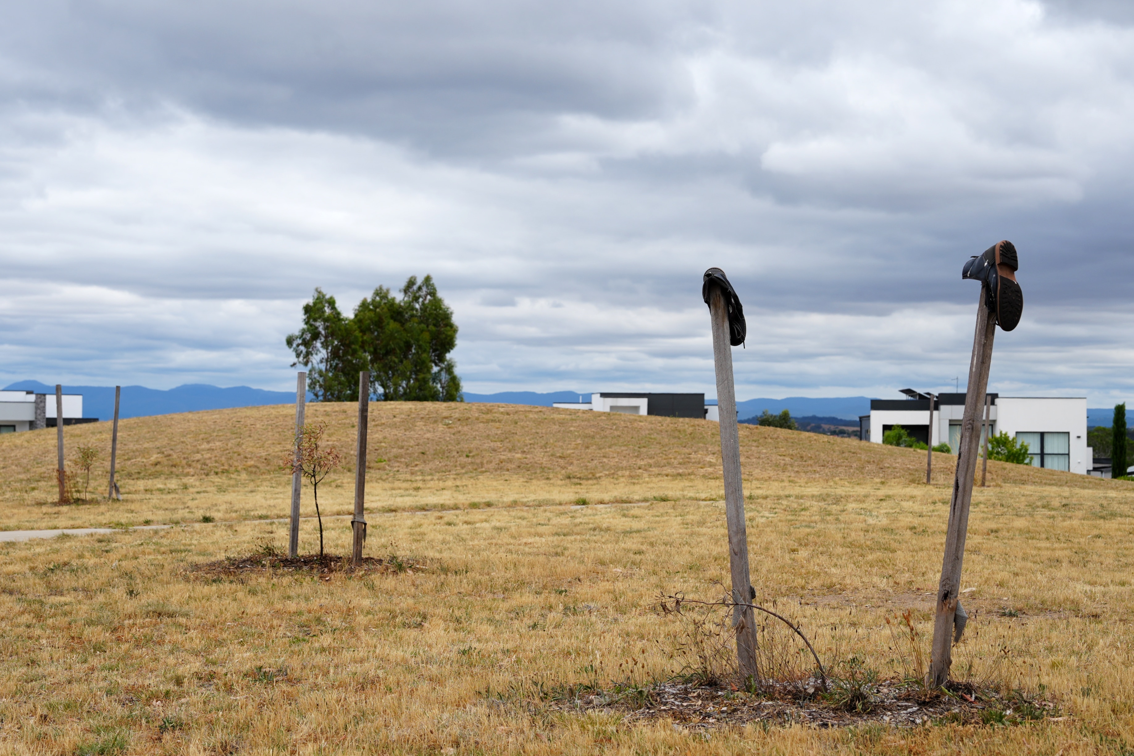 Three quarters of Canberra's suburbs see reduction in tree canopy ...