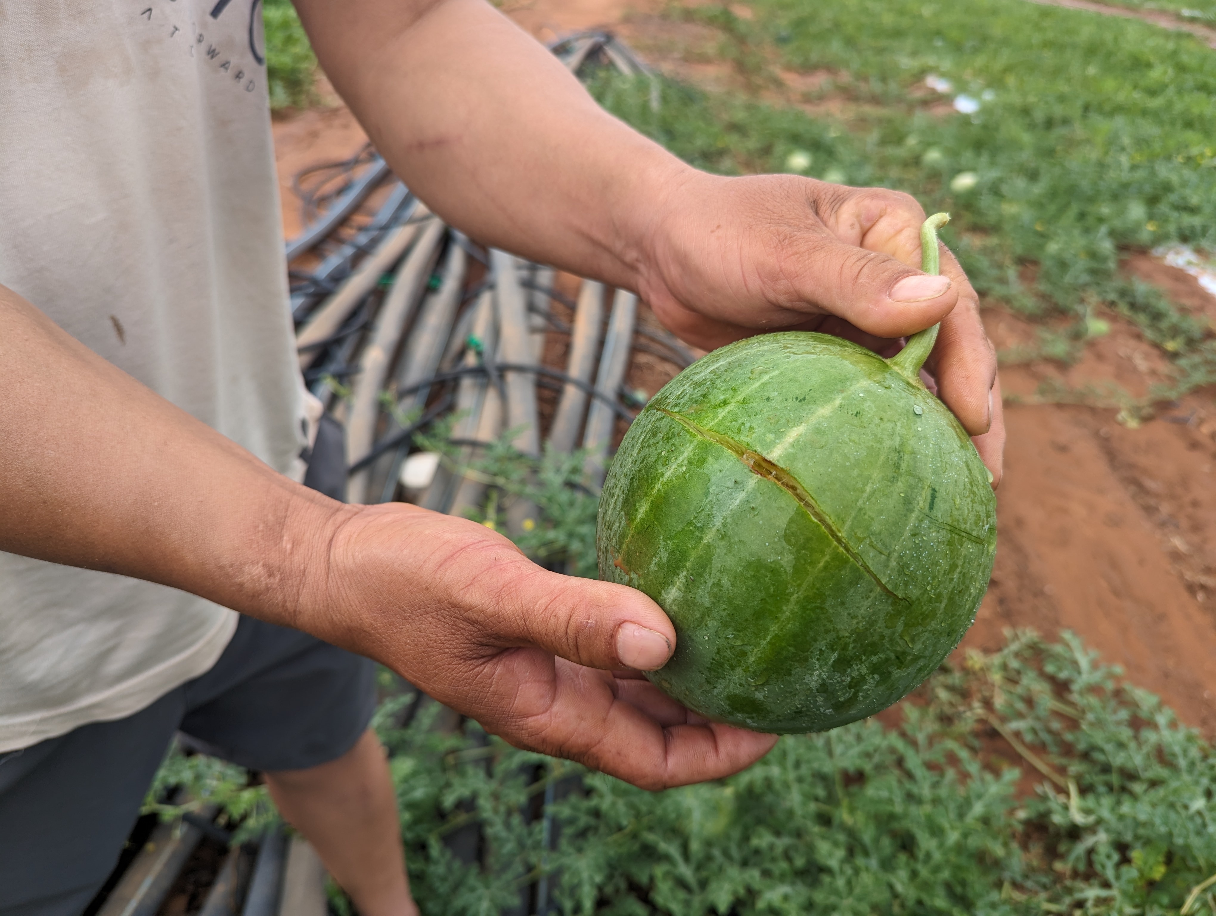 Ex-Tropical Cyclone Lincoln has 'moderate impact' on Gascoyne, but some ...
