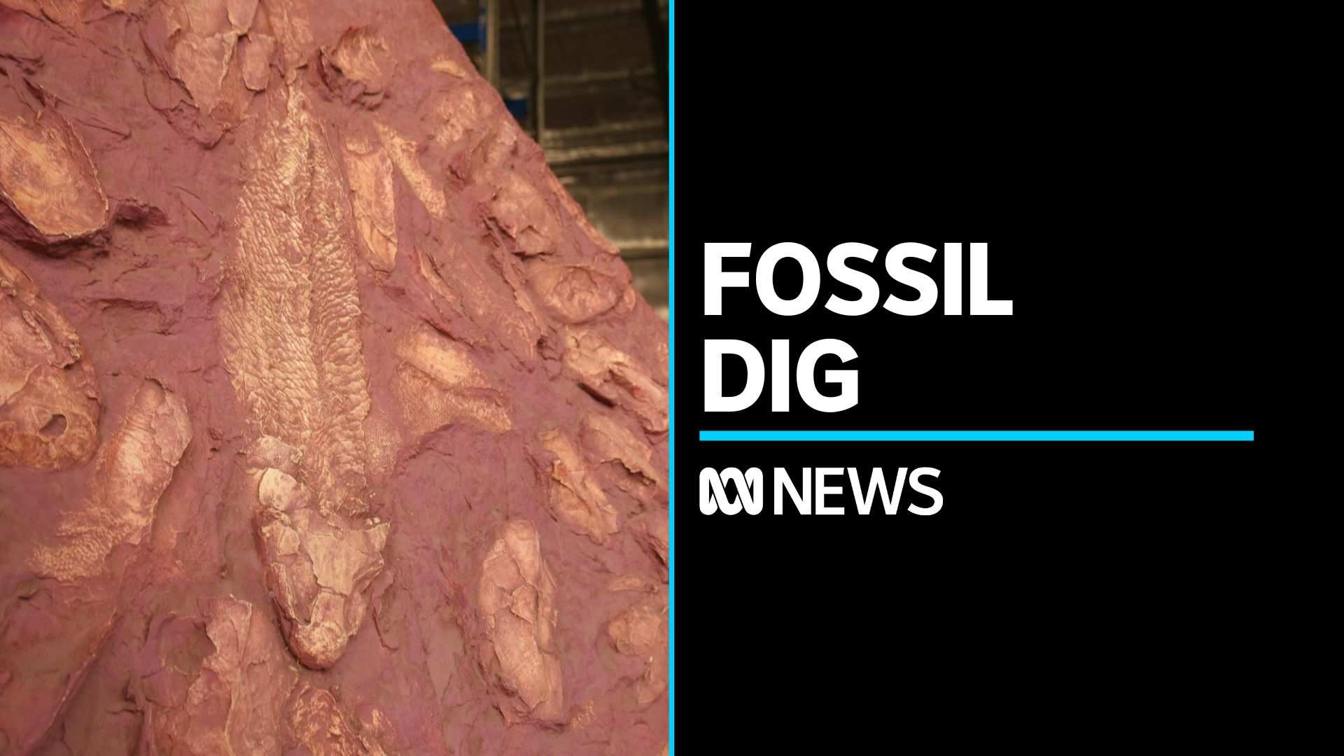Digging for dinosaurs - ABC News