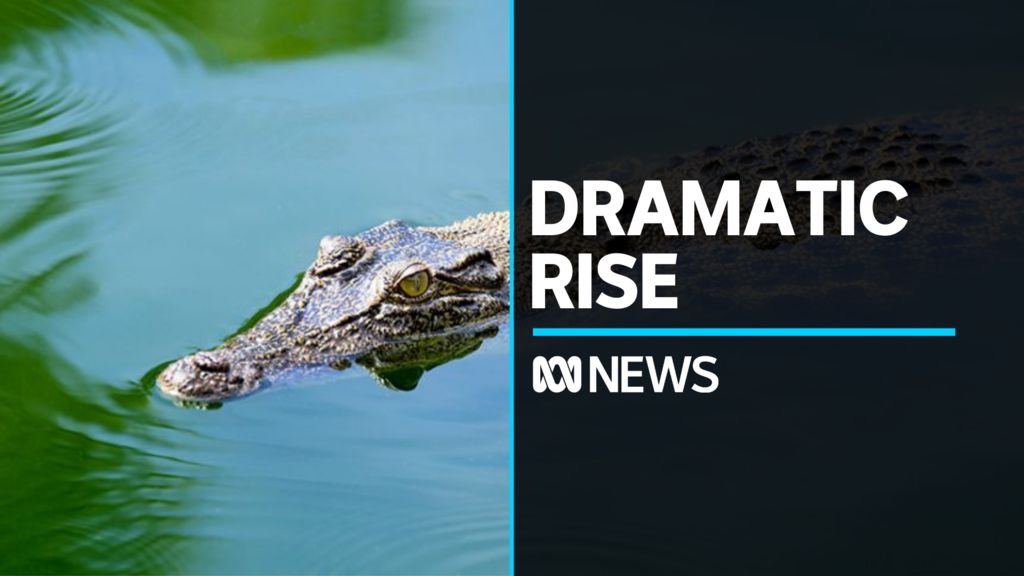 Saltwater crocodile numbers in the NT at record levels - ABC News