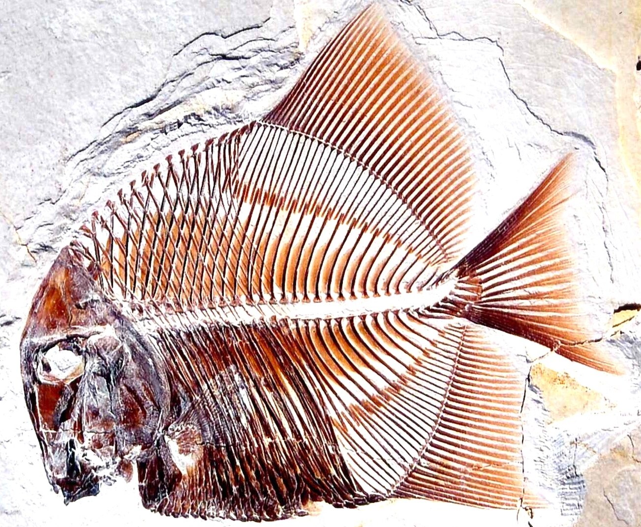 Fossil of flesh-eating fish and its victims captured in 150-million ...