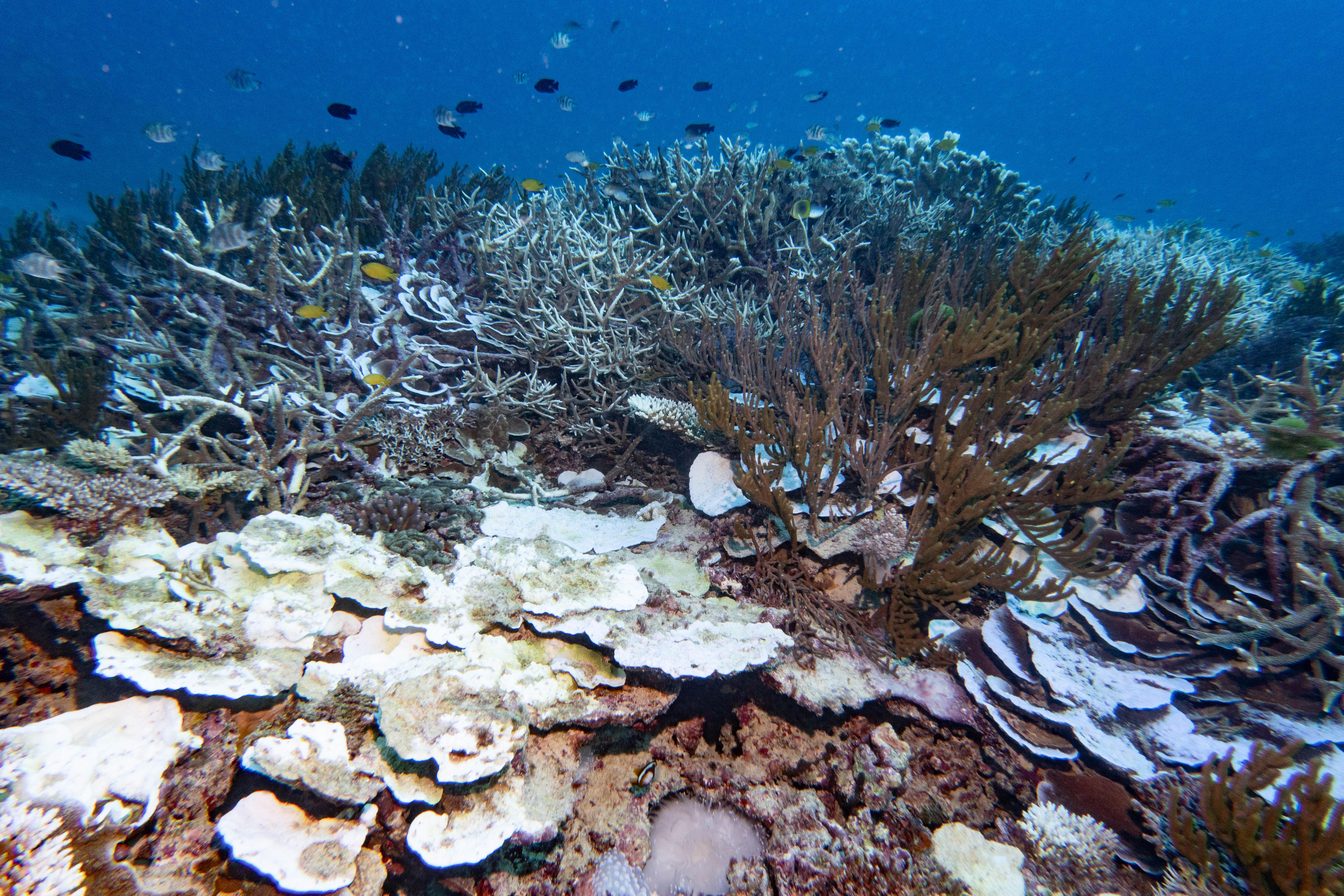Couple raise child on remote One Tree Island on Great Barrier Reef ...