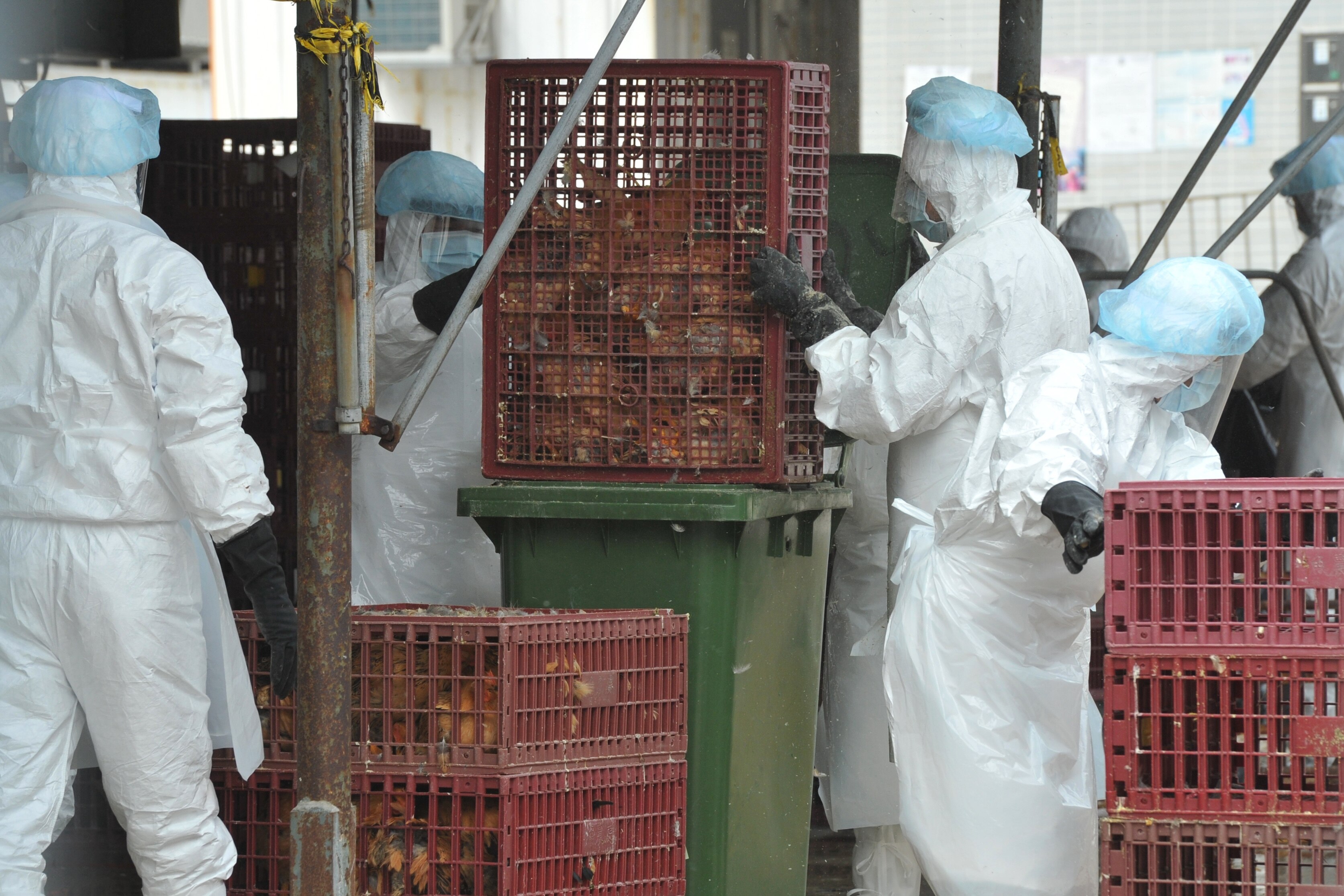 Flu scare sparks mass Hong Kong chicken cull - ABC News