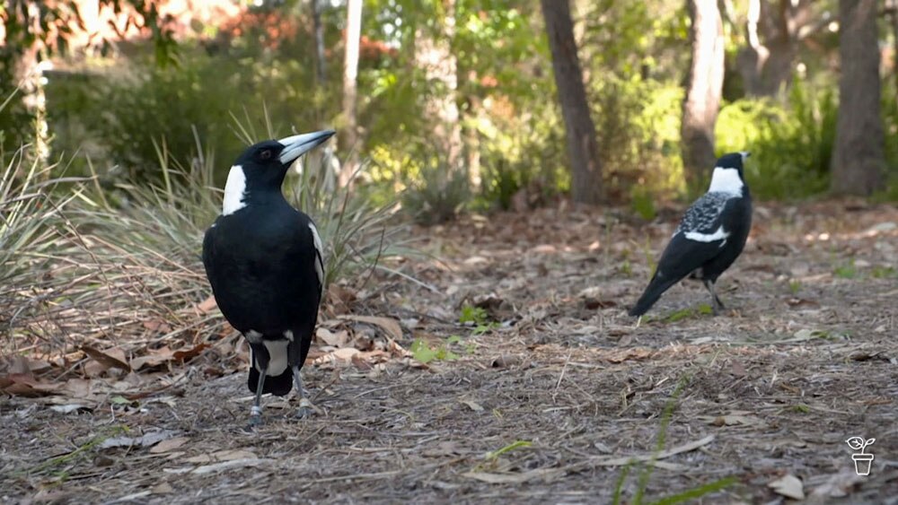 Mind of a Magpie - Gardening Australia