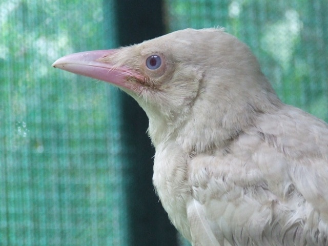 Albino Crow