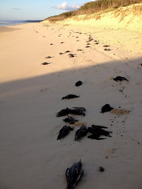A 'seabird wreck' is happening on Australia's east coast, and ...