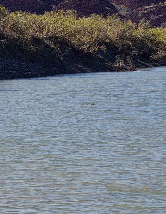 Crocodile sightings in the Pilbara close beaches, leave community ...
